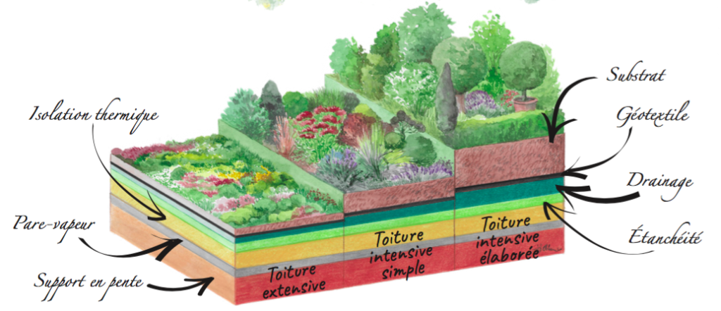 Des toitures plates végétalisées - Végétage